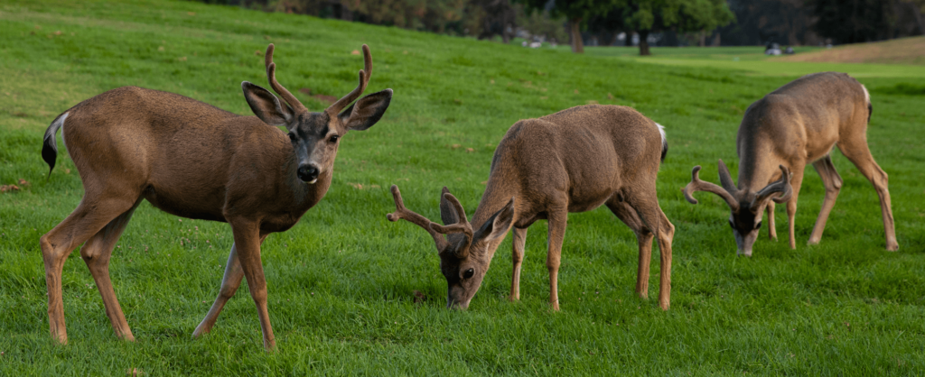 Marshall Canyon Golf Course | 18-hole Golf Course in La Verne, CA