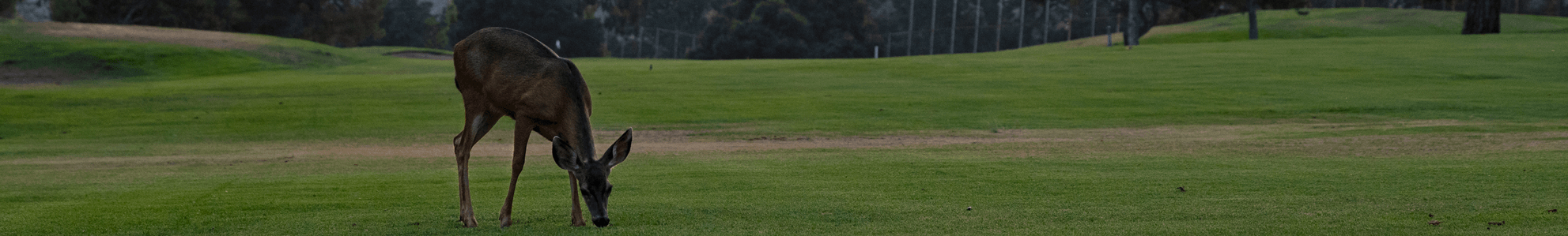 Plan a Golf Tournament | Marshall Canyon Golf Course