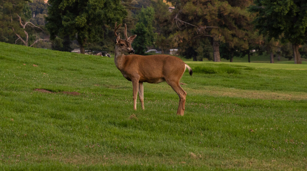 Marshall Canyon Golf Course | 18-hole Golf Course in La Verne, CA